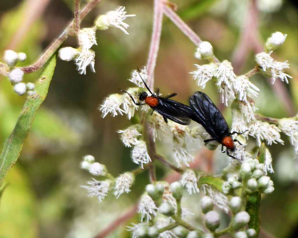 How to get rid of love bugs around the house | Homes and Gardens