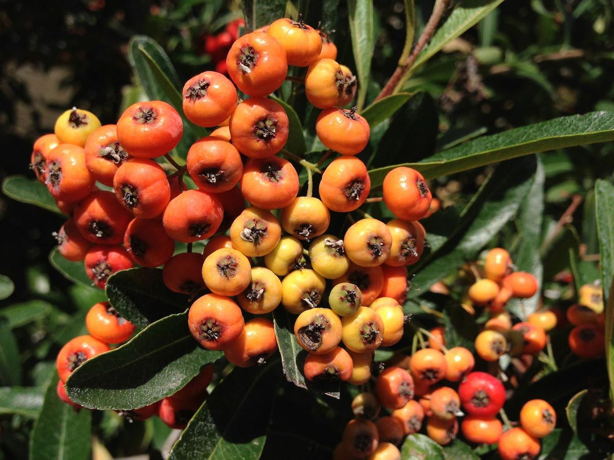 iPhone 5 camera review | iMore