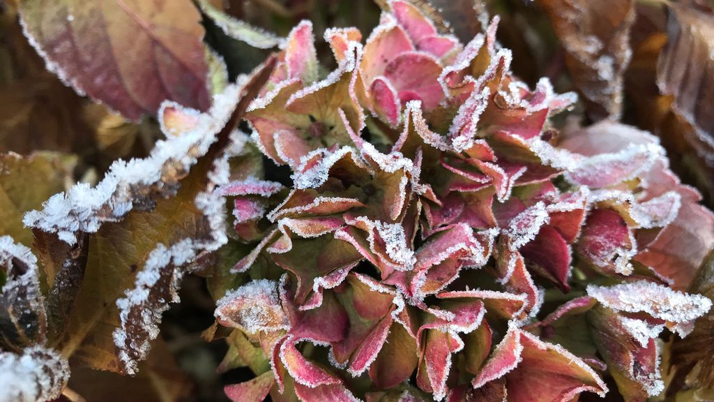 How to winterize hydrangeas – to protect them from the cold | Homes ...