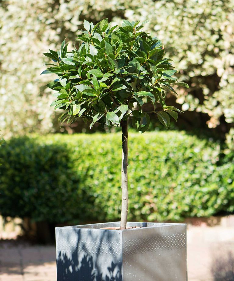 10 best trees to grow in pots — for patios and porches | Real Homes