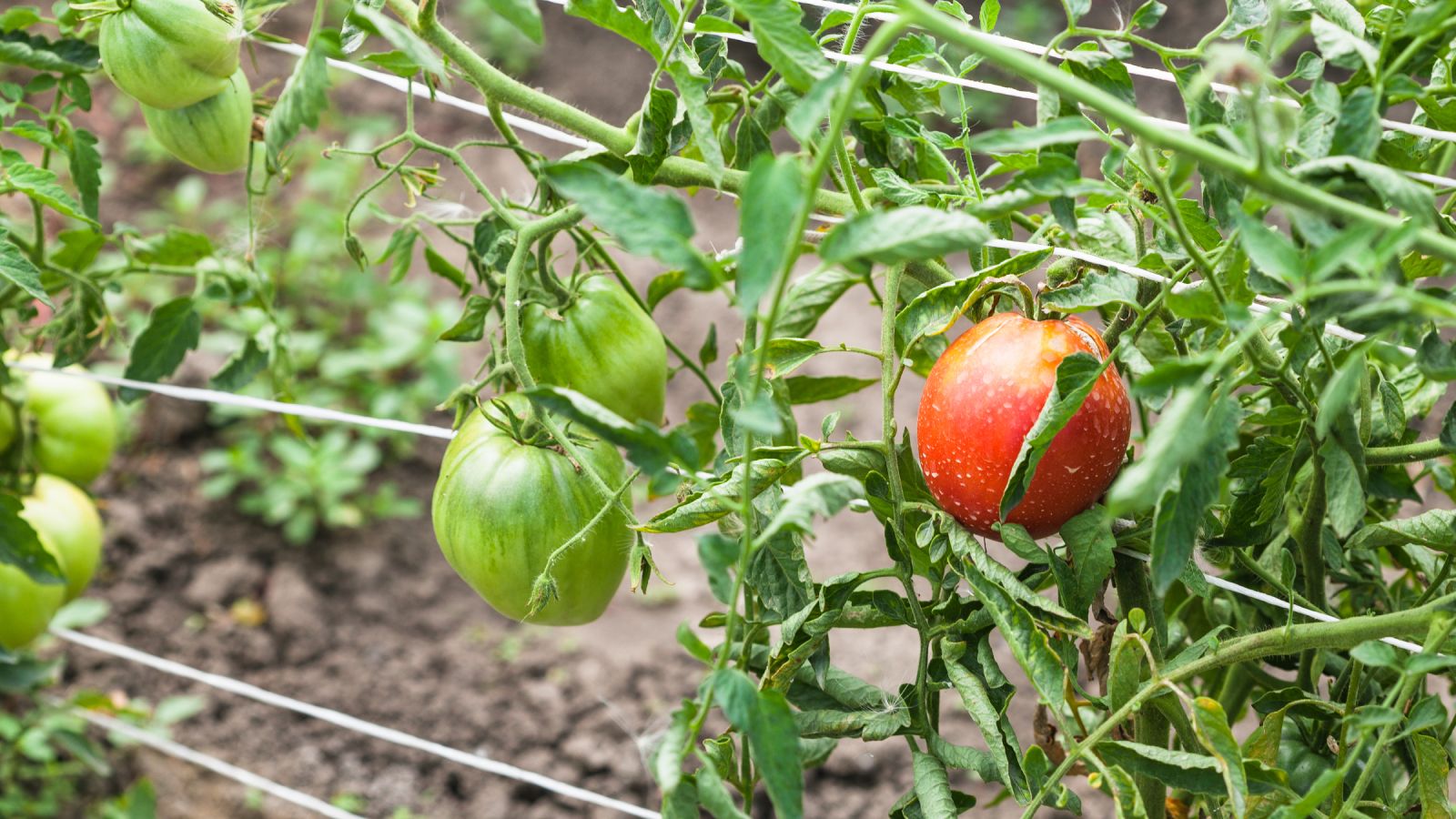 Florida Weave For Tomatoes – The Easiest Way To Trellis | Gardening ...