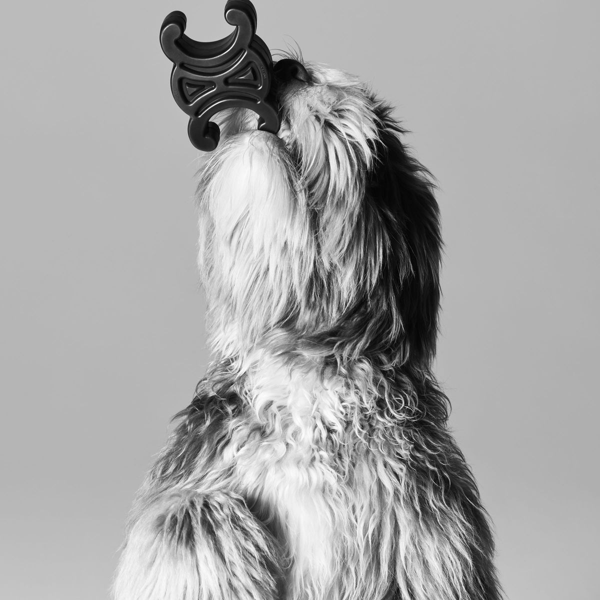 Introducing Hedi Slimane’s new dog accessories for Celine | Wallpaper*
