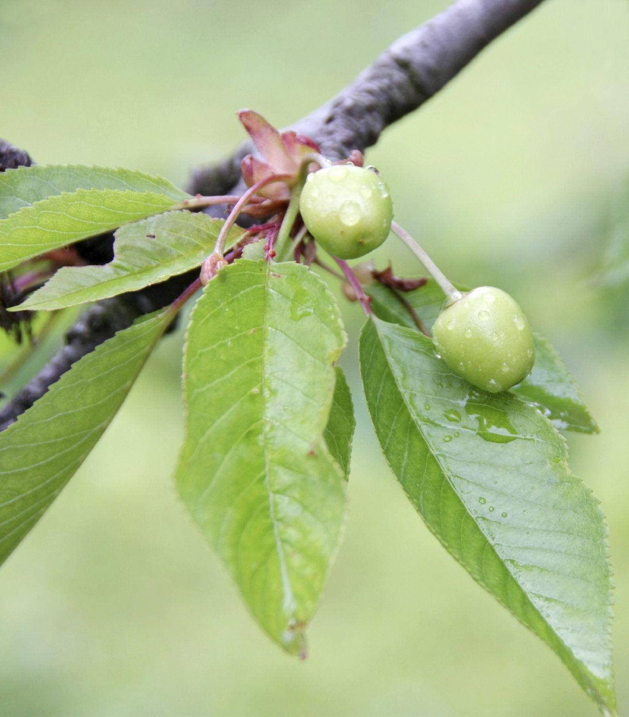Cherry Fruit Thinning - When And How To Thin Out A Cherry Tree ...