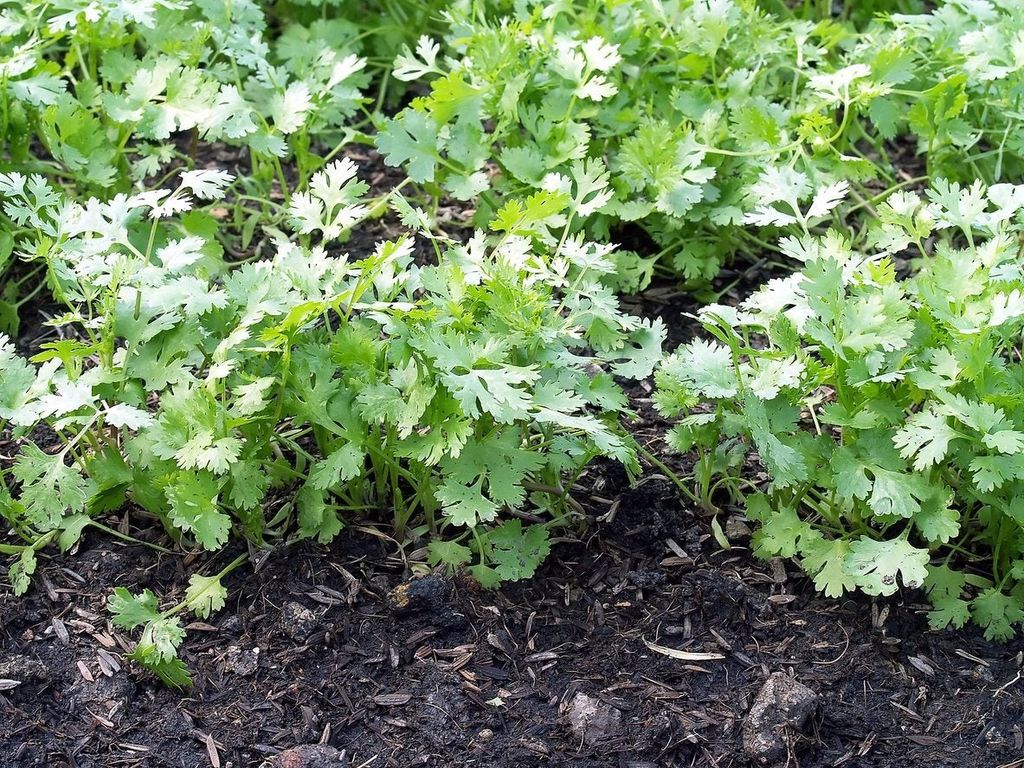 What Is Cilantro Leaf Spot - Recognizing Leaf Spot On Cilantro Plants ...