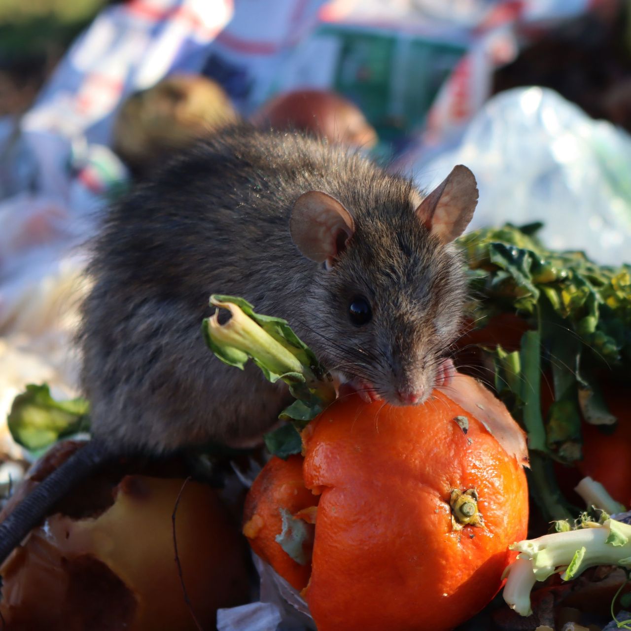 How to keep rats out of a compost bin, according to experts | Ideal Home