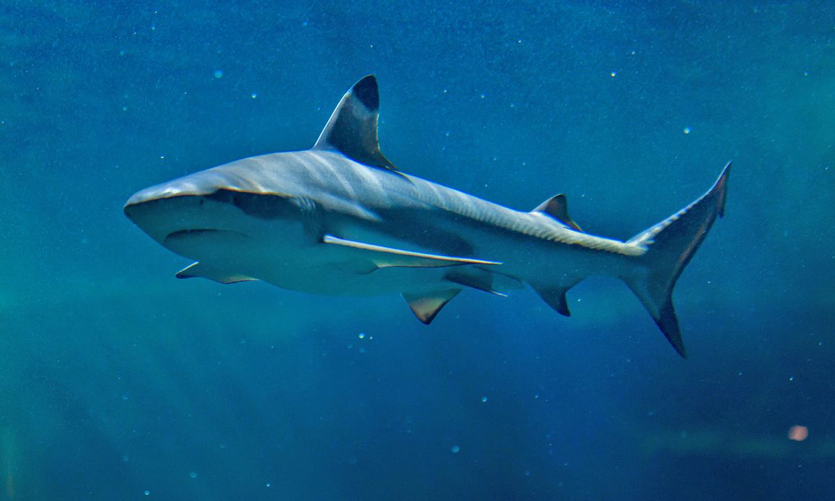 Hail Mary! 9 Amazing Tales of Virgin Births in the Animal Kingdom ...