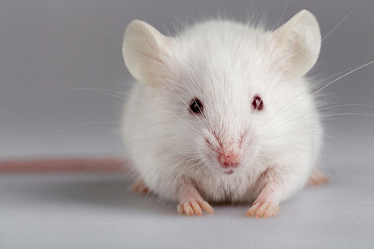 This week I learned how to tell if a rat is smiling, and more | The Week