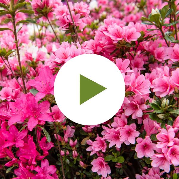 Tips & Information about Azaleas | Gardening Know How