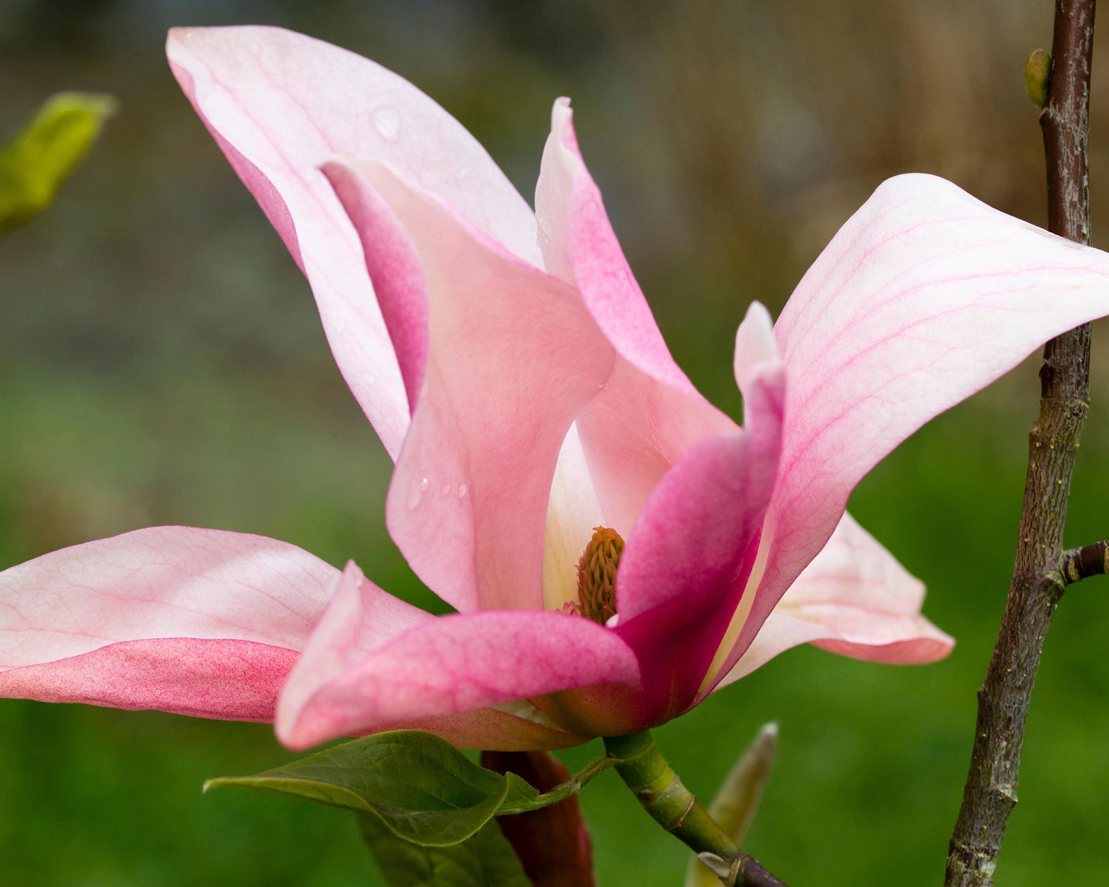 Pink magnolia trees: the top choices for every garden | Gardeningetc