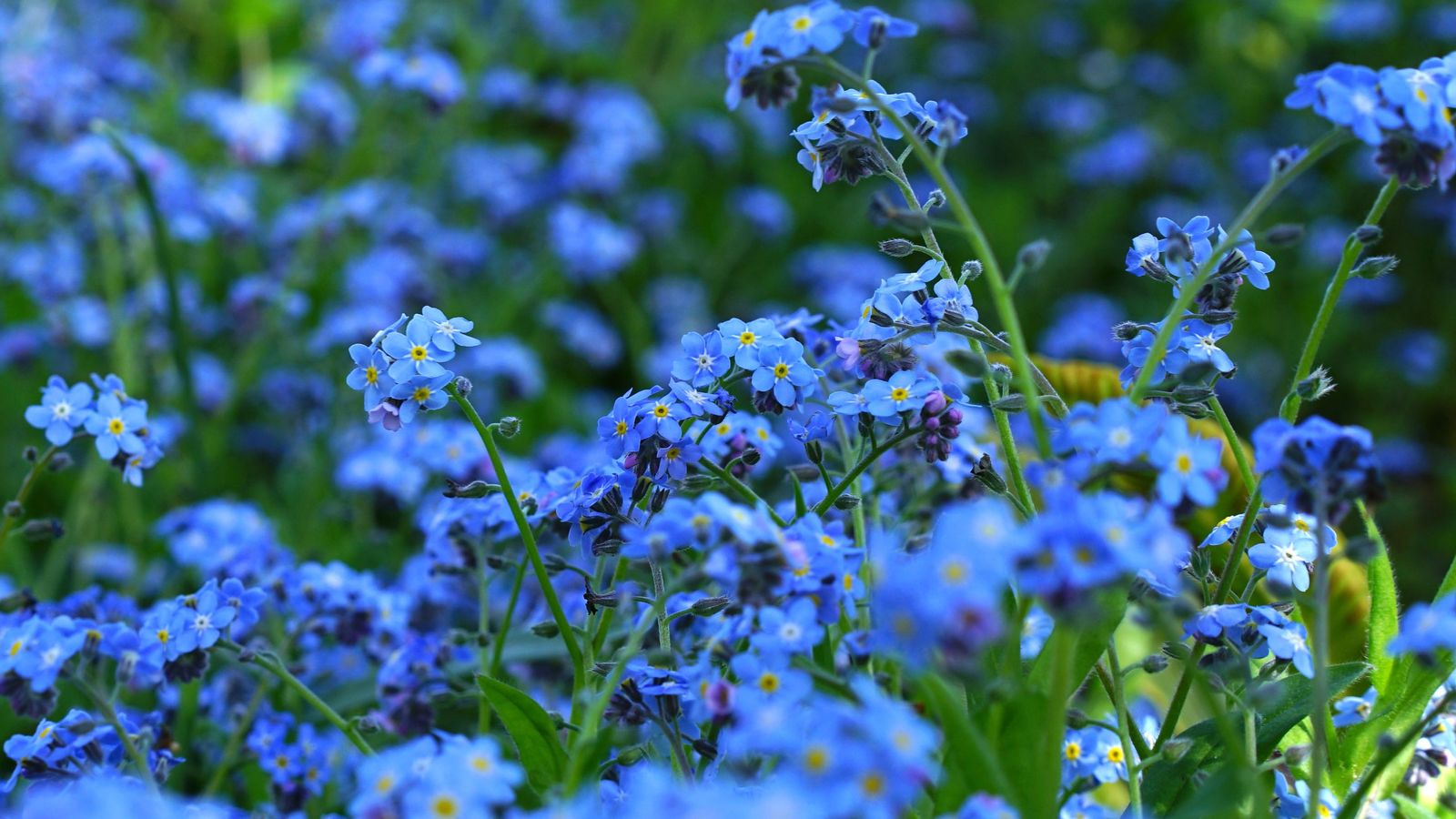 The one thing you must know about forget-me-nots | Gardeningetc