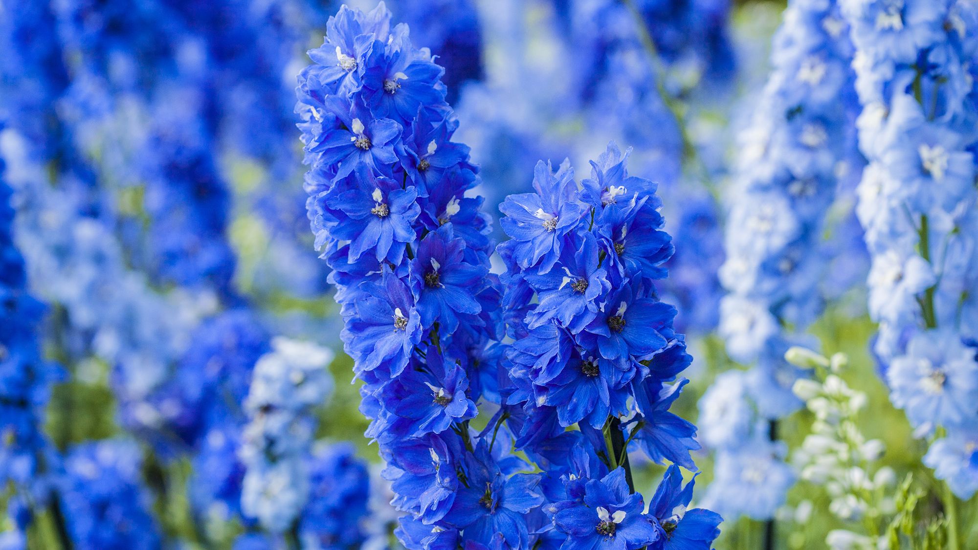 Why Delphiniums Are 2026’s Flower of the Year | Gardening Know How