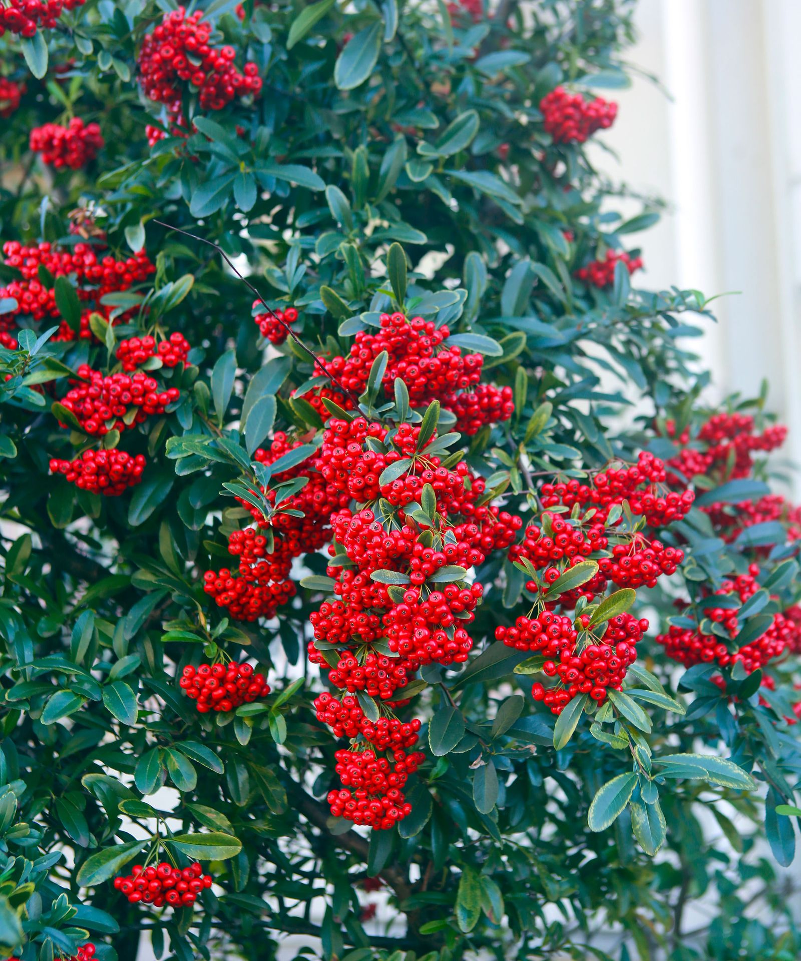Best trees with berries: 10 trees to feed the wildlife | Gardeningetc