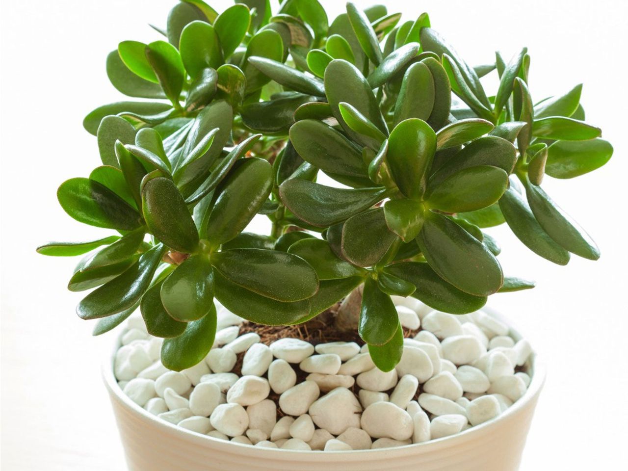 Jade Plant Care Instructions: How To Care For A Jade Plant | Gardening ...