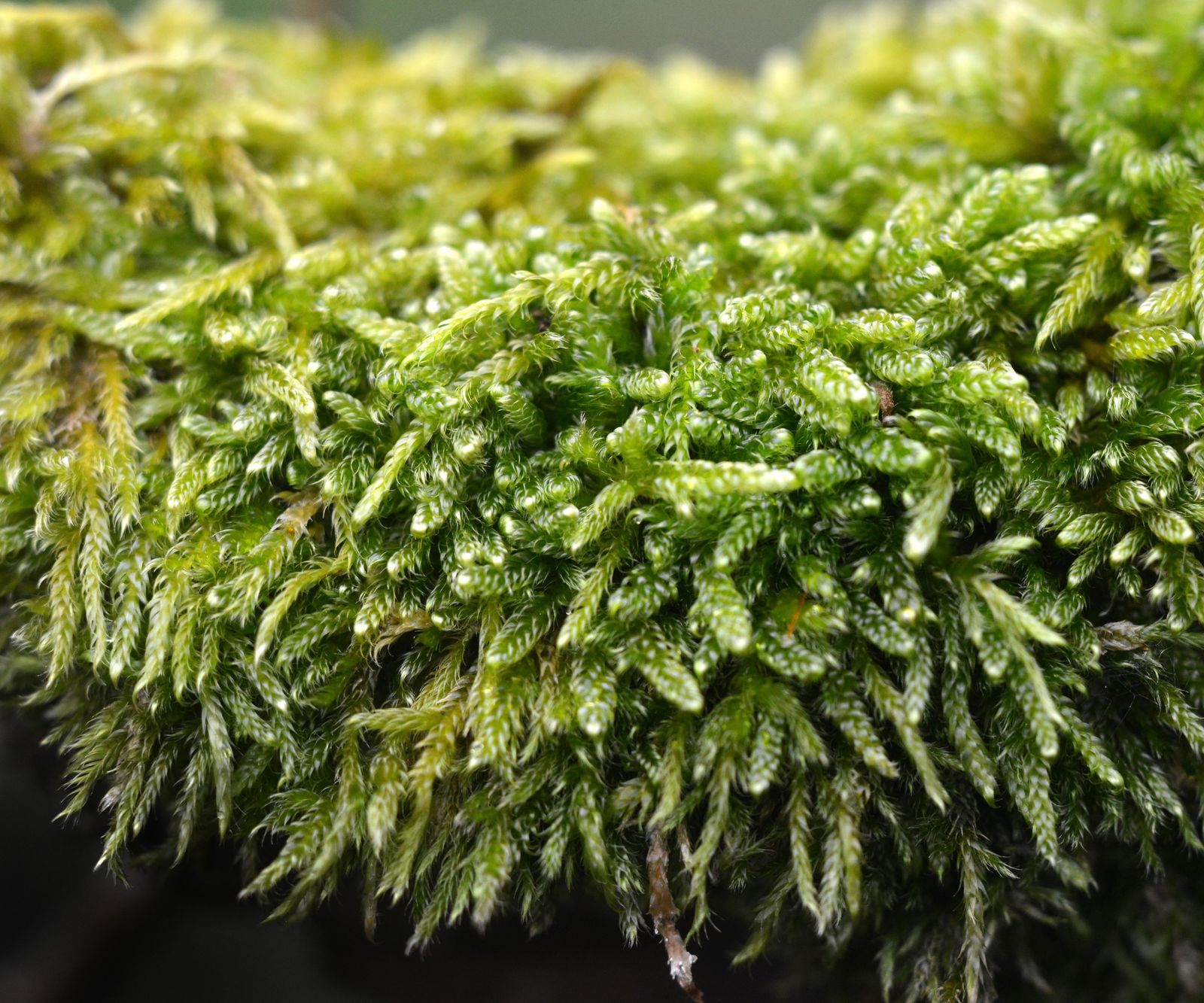 Floral foam alternatives: 12 eco-friendly, sustainable options | Homes ...