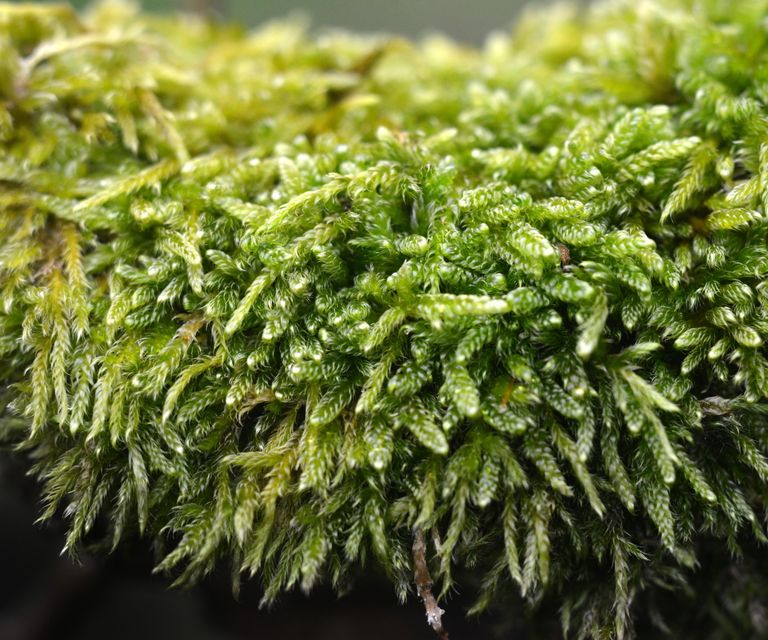 How to make soil more acidic: 11 ways to amend your soil's pH | Homes ...