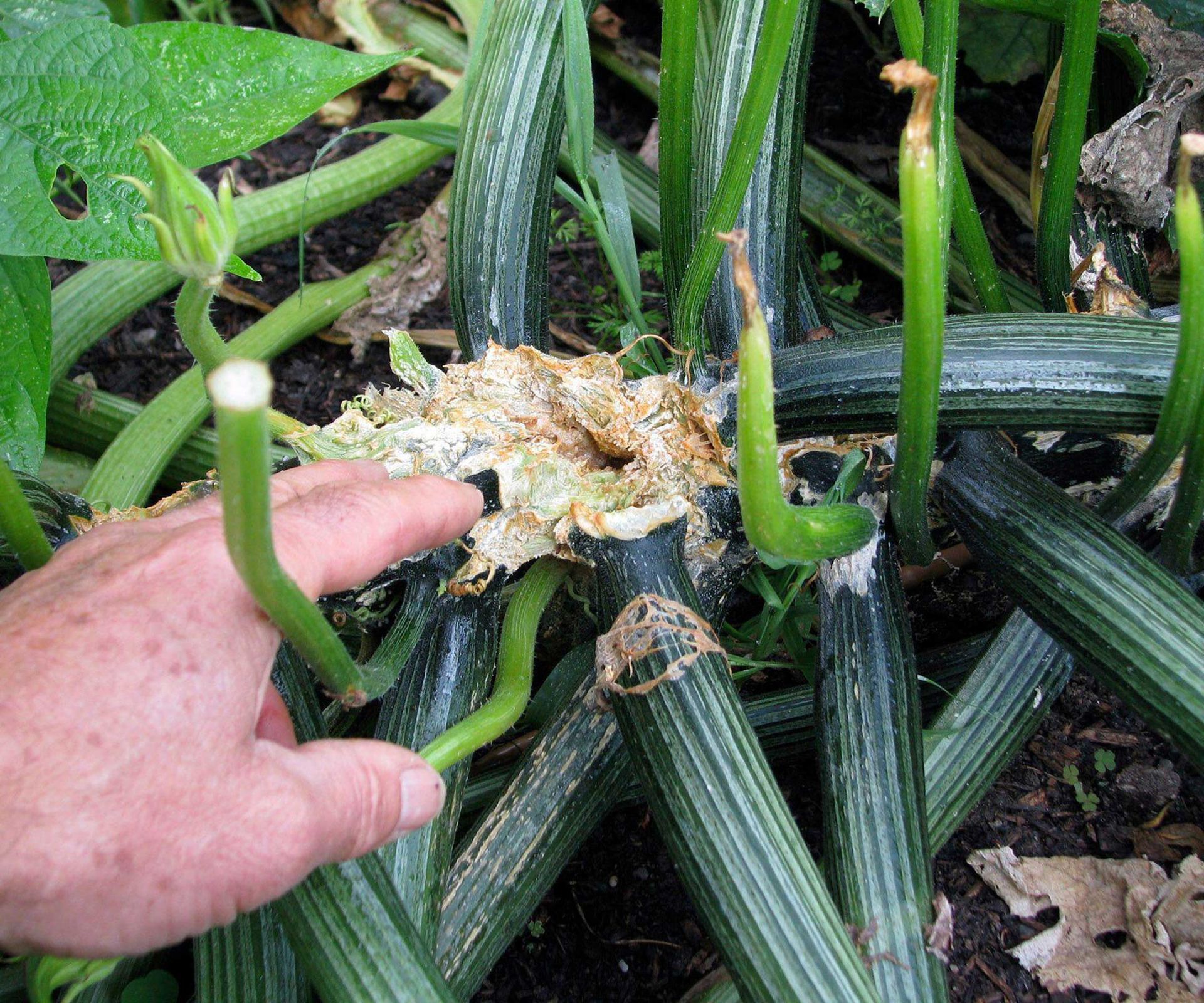 How to get rid of squash vine borers: 5 methods to try | Homes and Gardens
