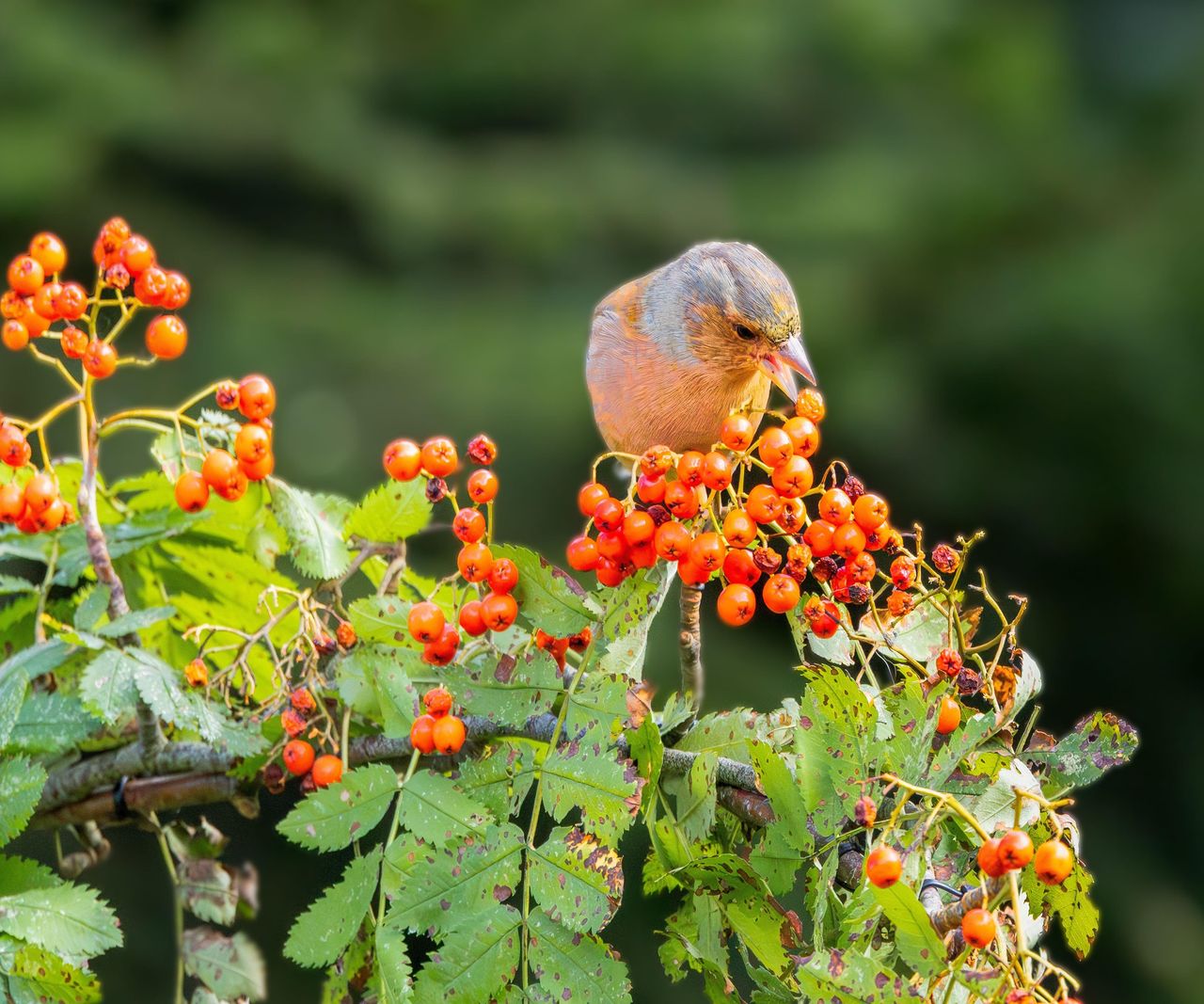 How to grow rowan trees: expert advice for this sacred tree | Homes and ...