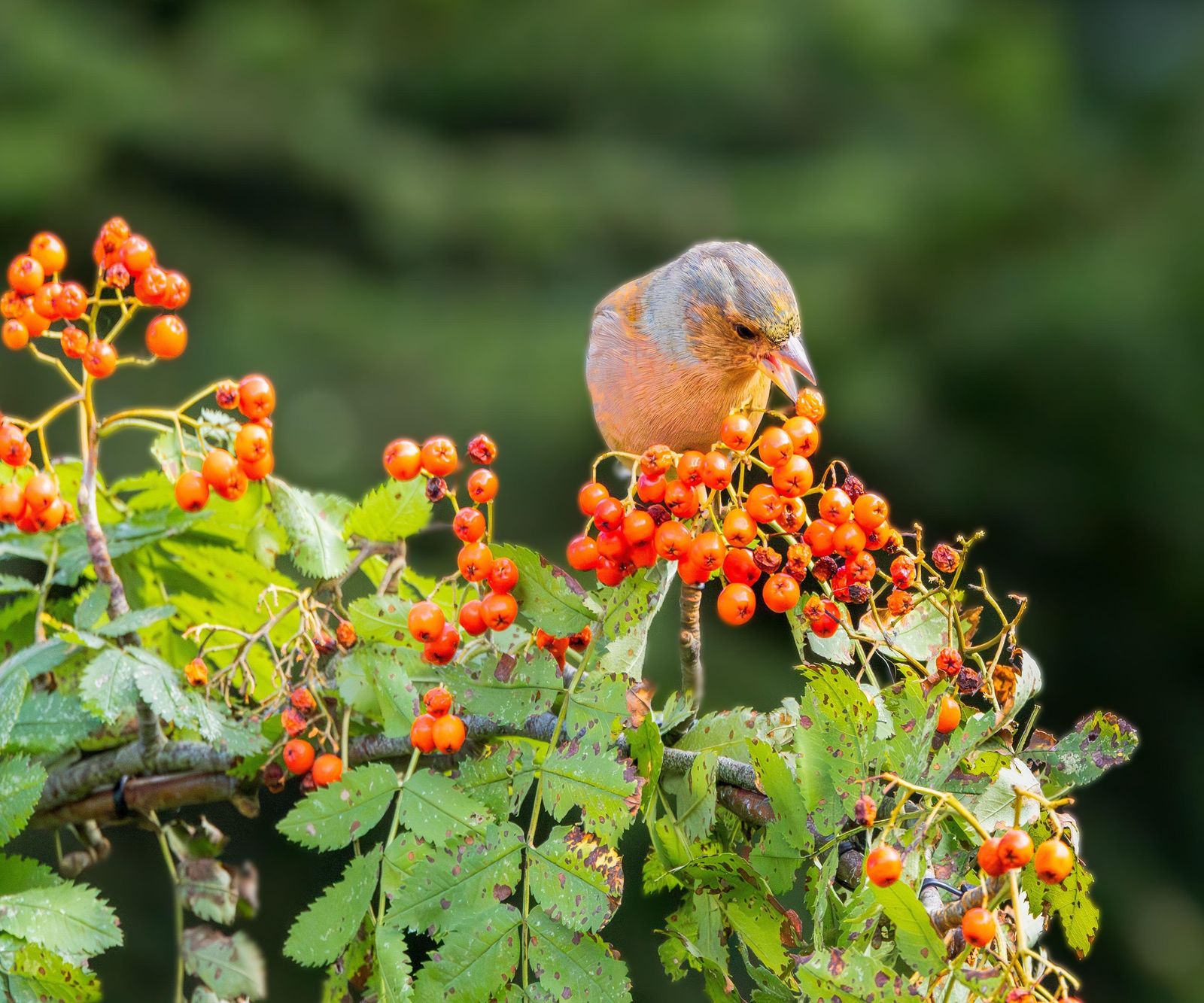 How to grow rowan trees: expert advice for this sacred tree | Homes and ...