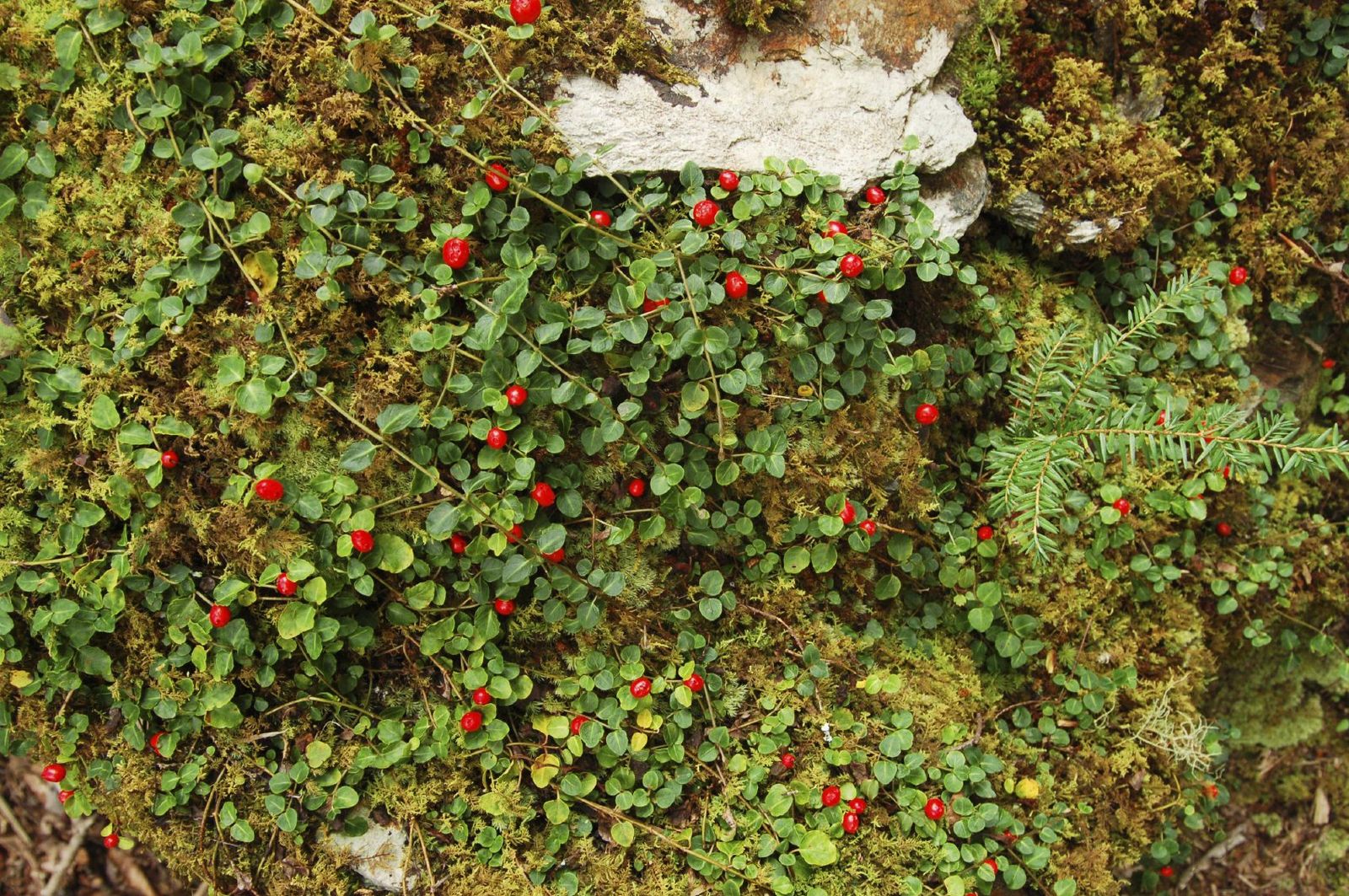 Partridgeberry Facts - Information On Caring For Partridgeberry Plants ...