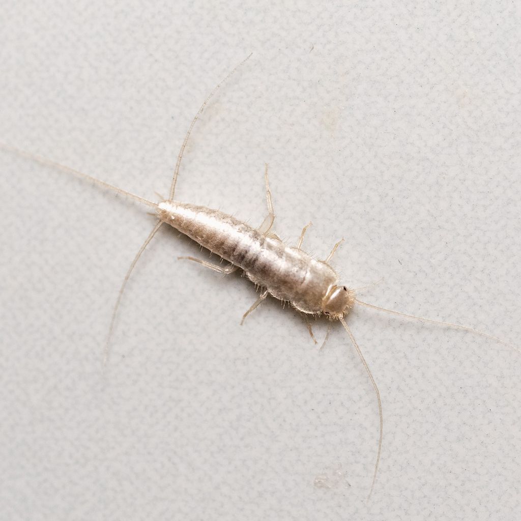 How to get rid of silverfish and why do you have them | Ideal Home