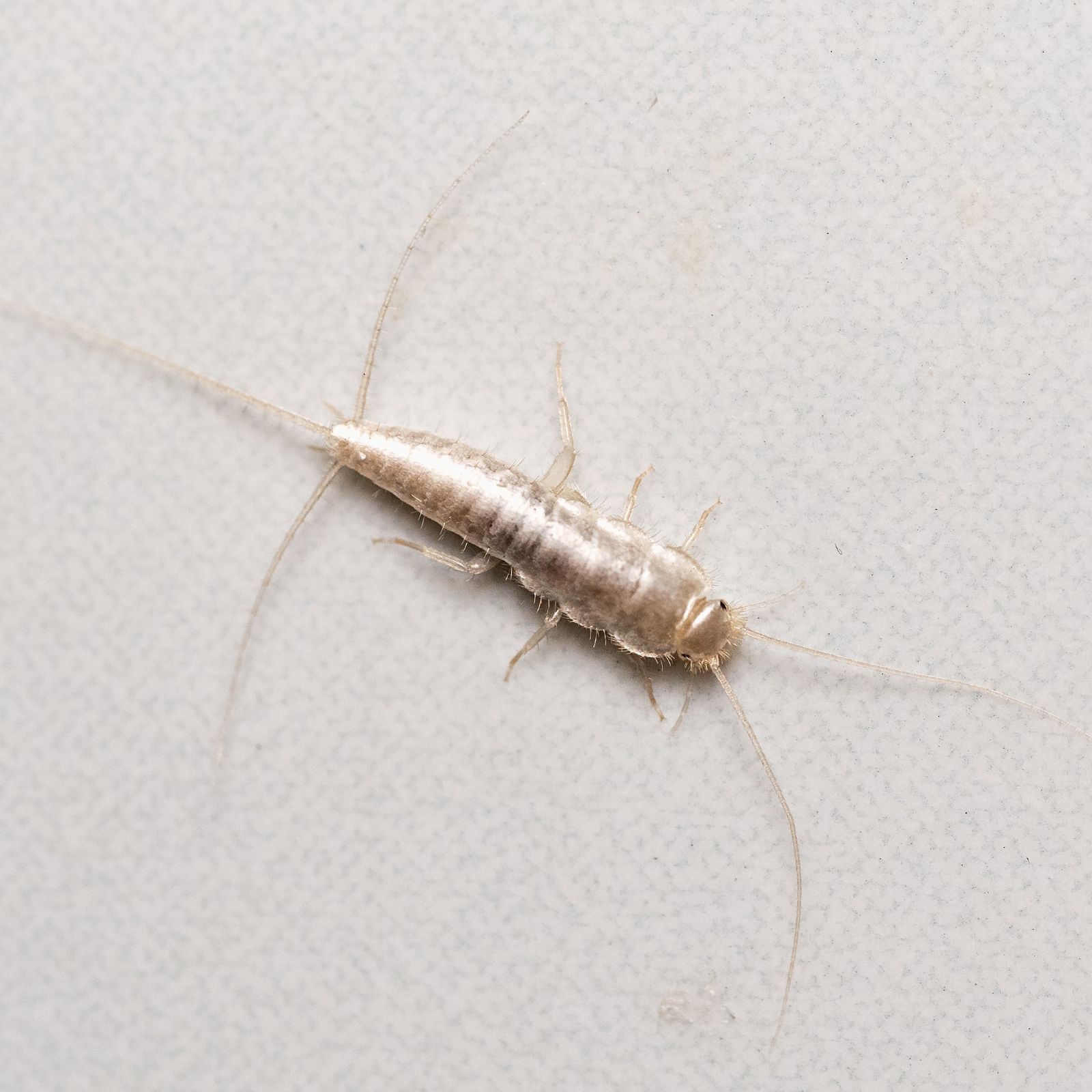 How to get rid of silverfish and why do you have them | Ideal Home