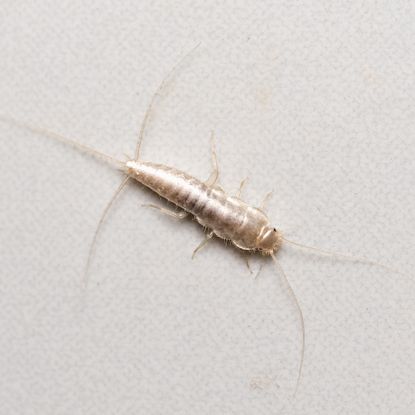 How to get rid of silverfish and why do you have them | Ideal Home