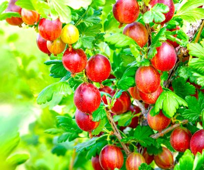 6 gooseberry growing mistakes with expert tips for success | Homes and ...