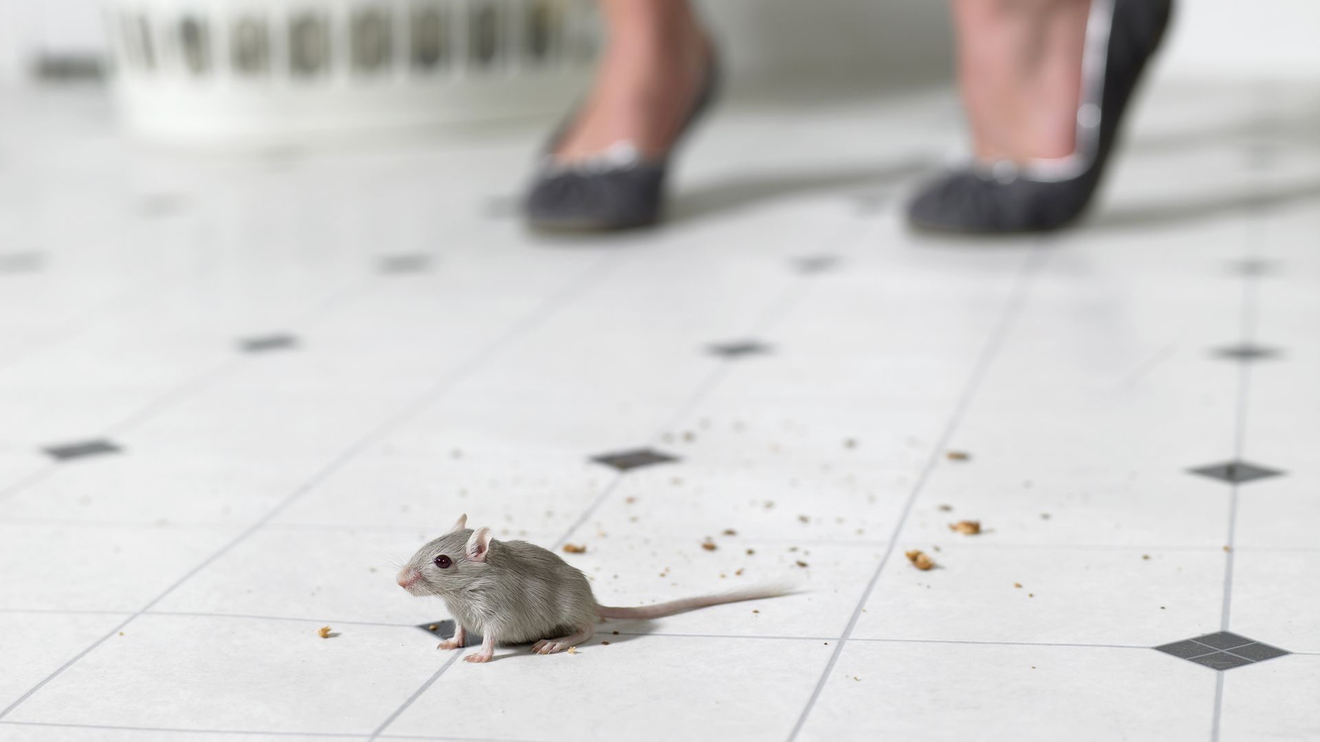 How to get rid of mice –12 easy ways using cat litter, humane traps and ...