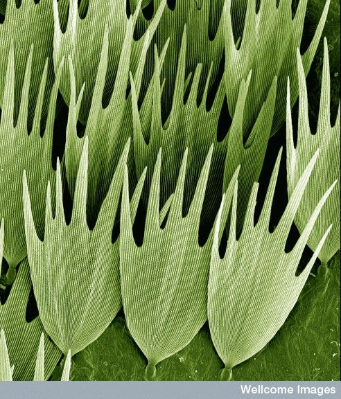 Magnificent Microphotography: 50 Tiny Wonders | Live Science