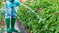 7 flood-tolerant plants to protect your yard from heavy rain | Tom's Guide