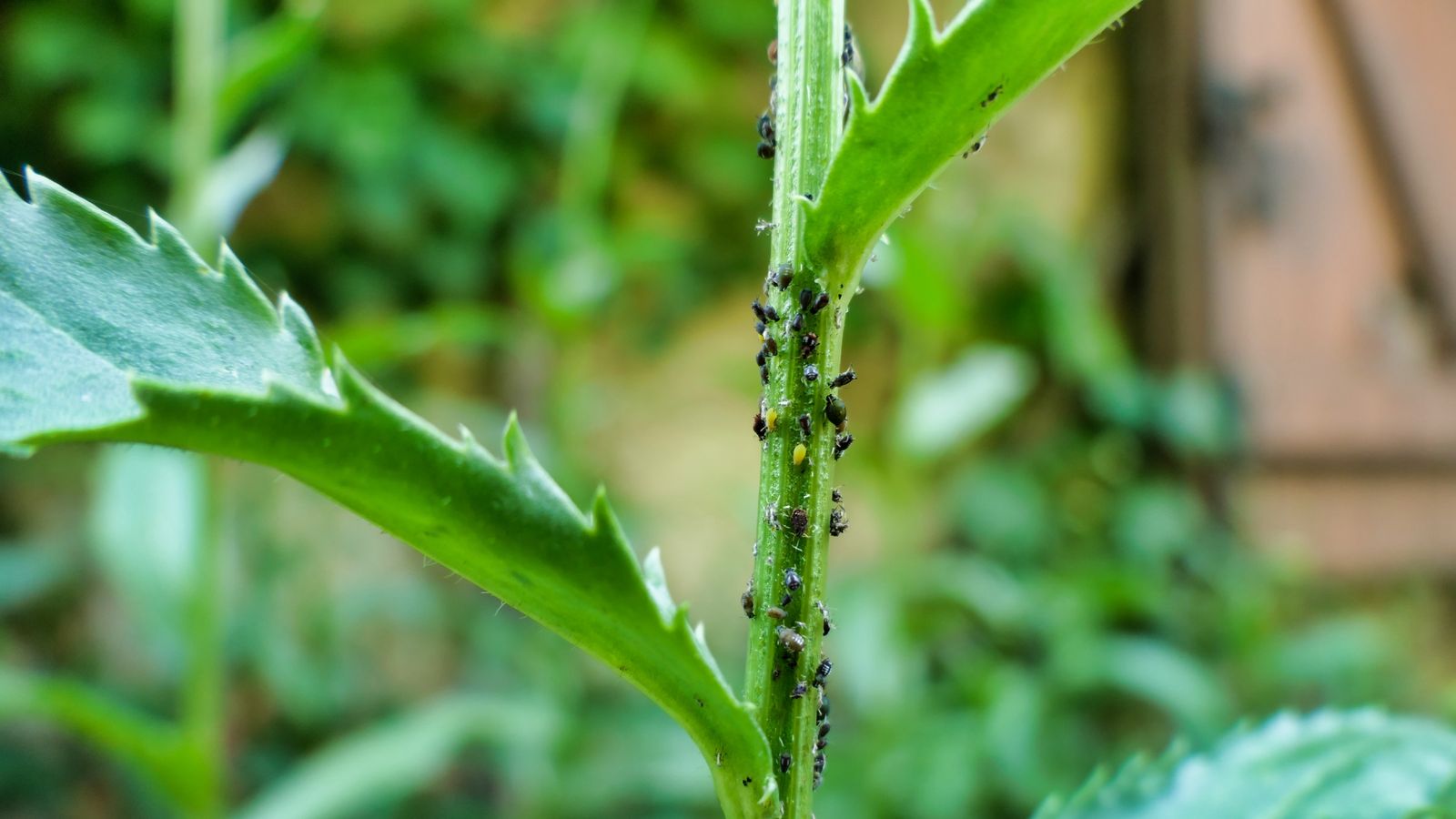 10 garden plant pests you shouldn't ignore – spot the signs | Ideal Home