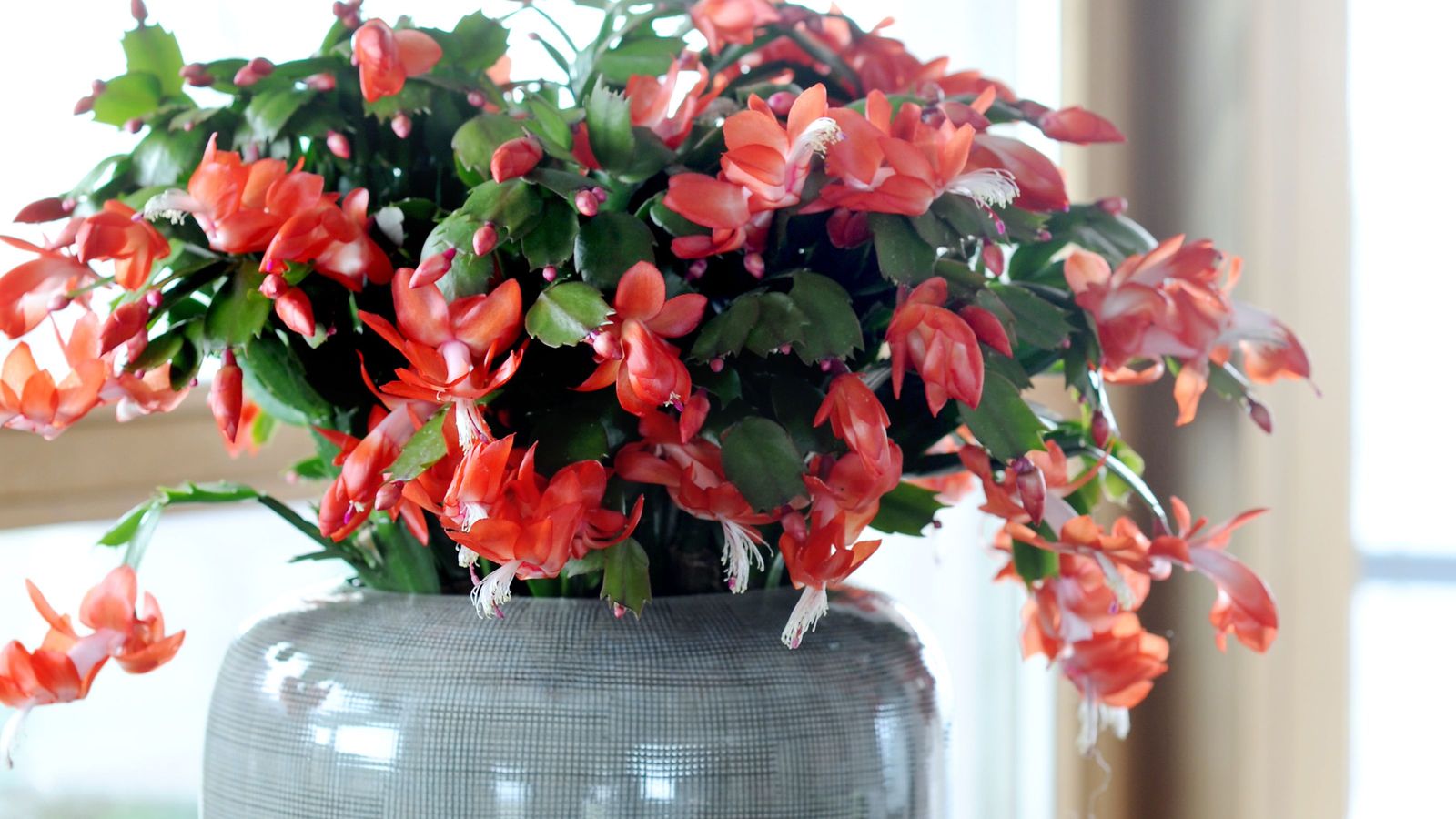 What to do with a Christmas cactus after flowering | Ideal Home