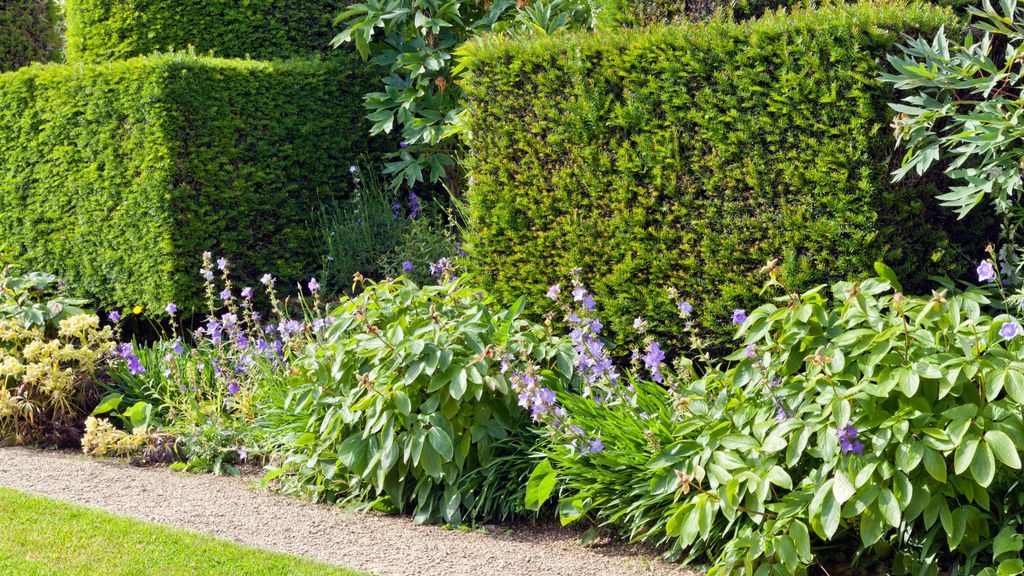 Best hedging plants: 12 choices for creating green garden boundaries ...