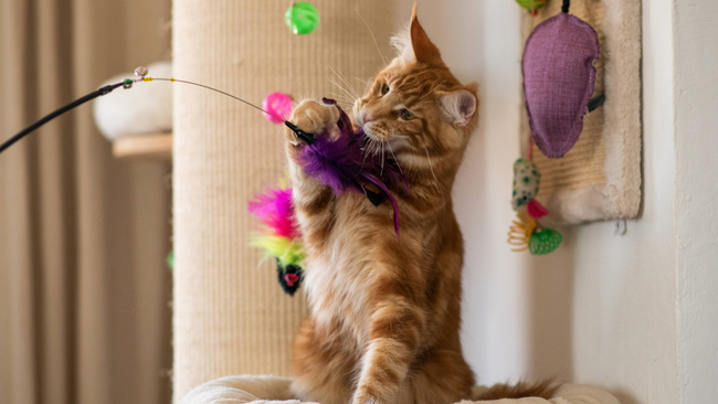 What’s your cat’s play personality? | PetsRadar
