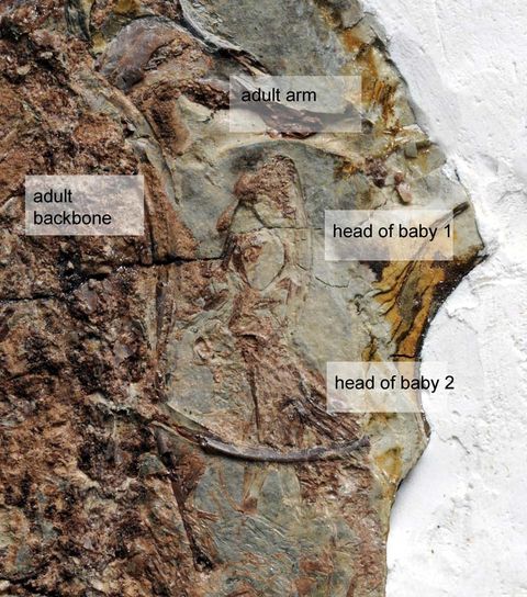 Fossil Reveals Oldest Pregnant Lizard | Live Science