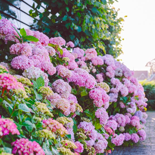 Tips & Information about Shrubs - Page 3 | Gardening Know How