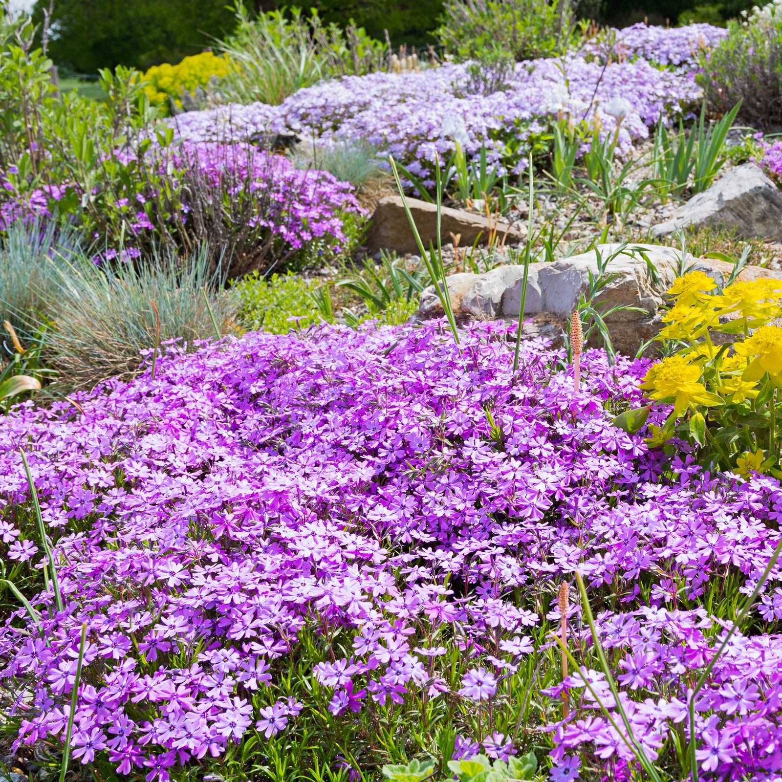 Tips & Information about Ground Cover | Gardening Know How