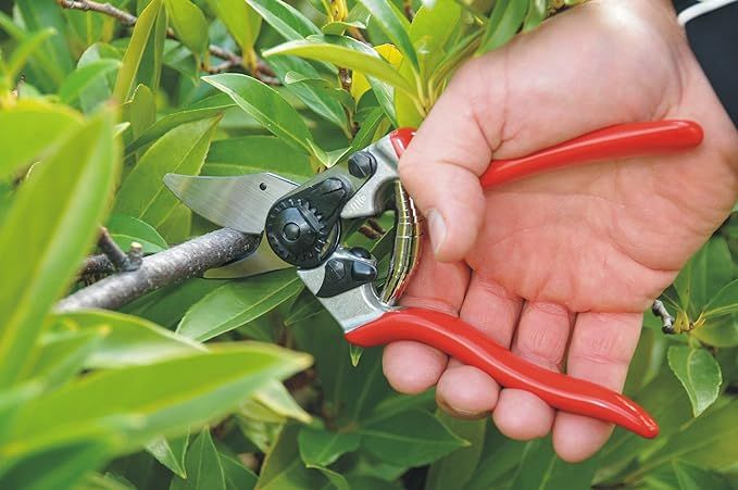 How to prune ivy: expert advice on maintaining ivy | Homes and Gardens