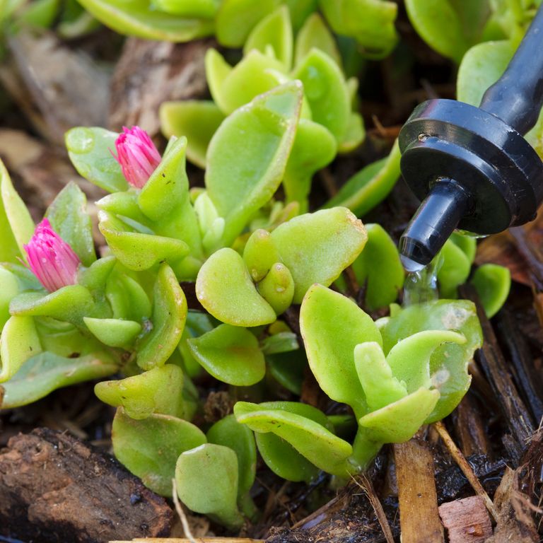 How to set up a drip watering system - an expert guide | Ideal Home