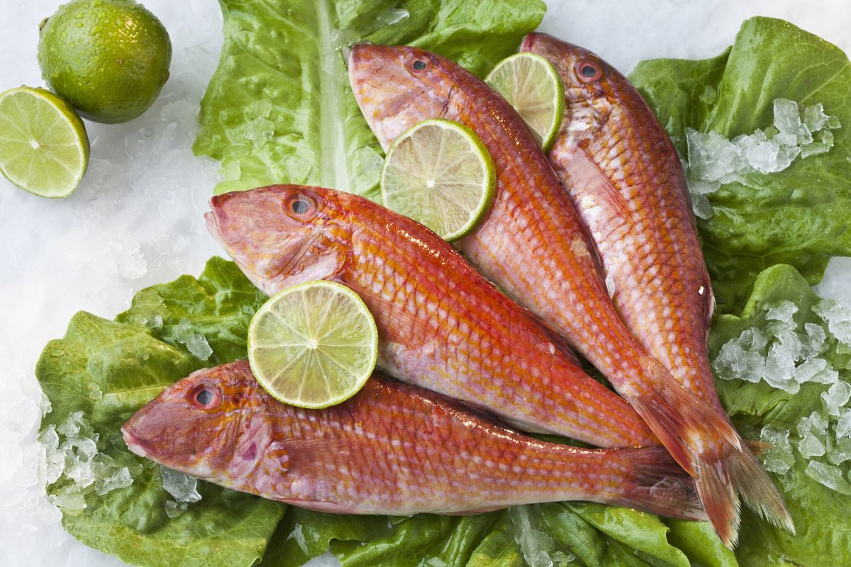 Red Mullet: The beauties of the sea, and the one intractable rule for ...