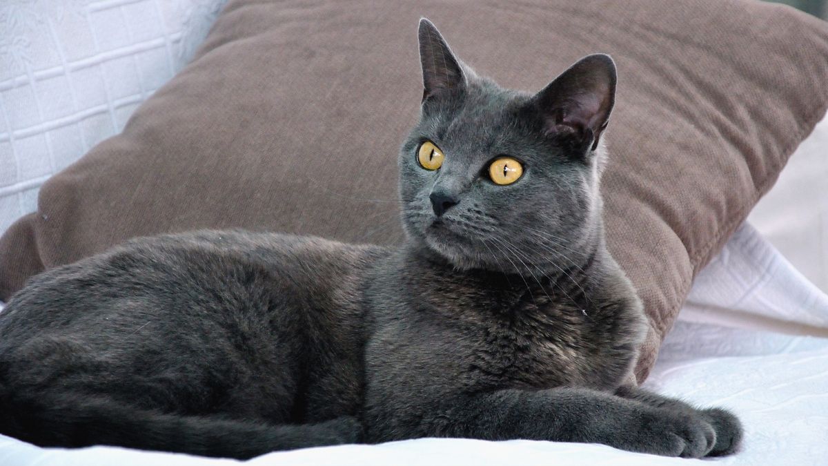 32 low energy cat breeds for owners who just want to chill | PetsRadar