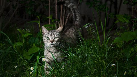 Cats: Facts about our feline friends | Live Science