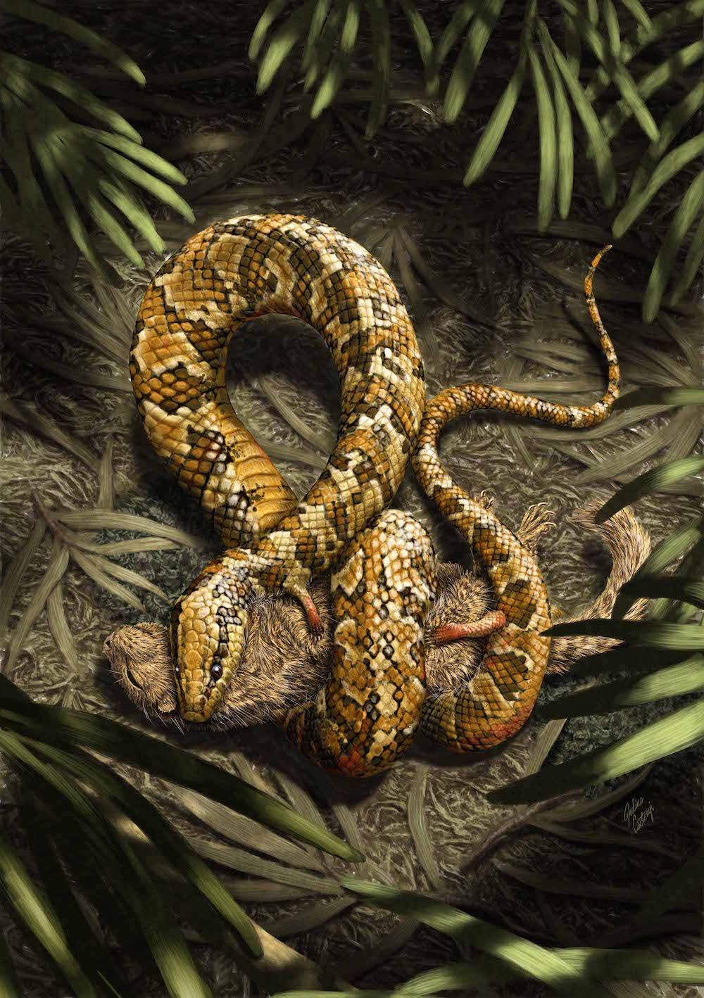 Unexpected Step: Snake Ancestor Had Four Feet | Live Science