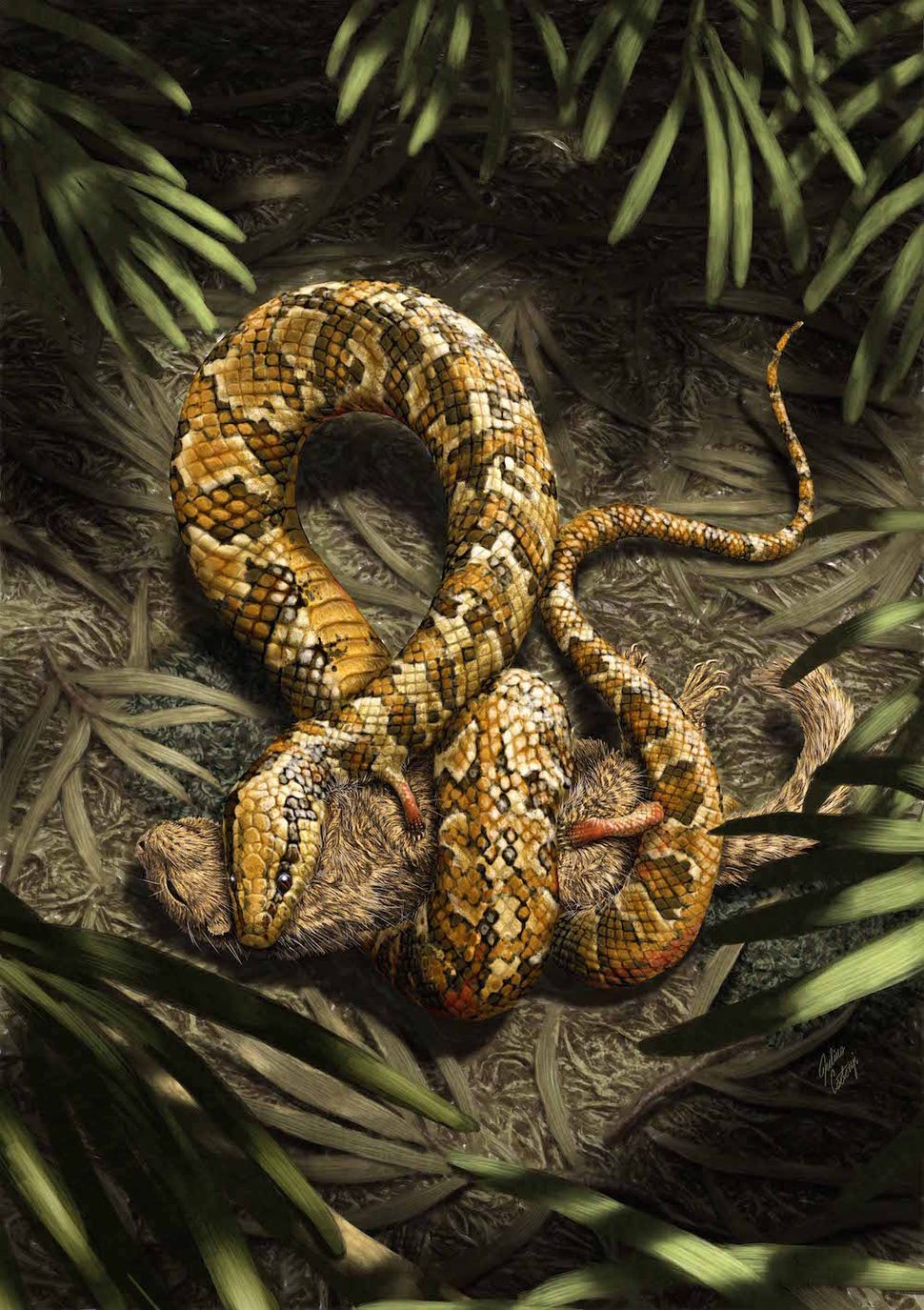 Photos: Weird 4-Legged Snake Was Transitional Creature | Live Science