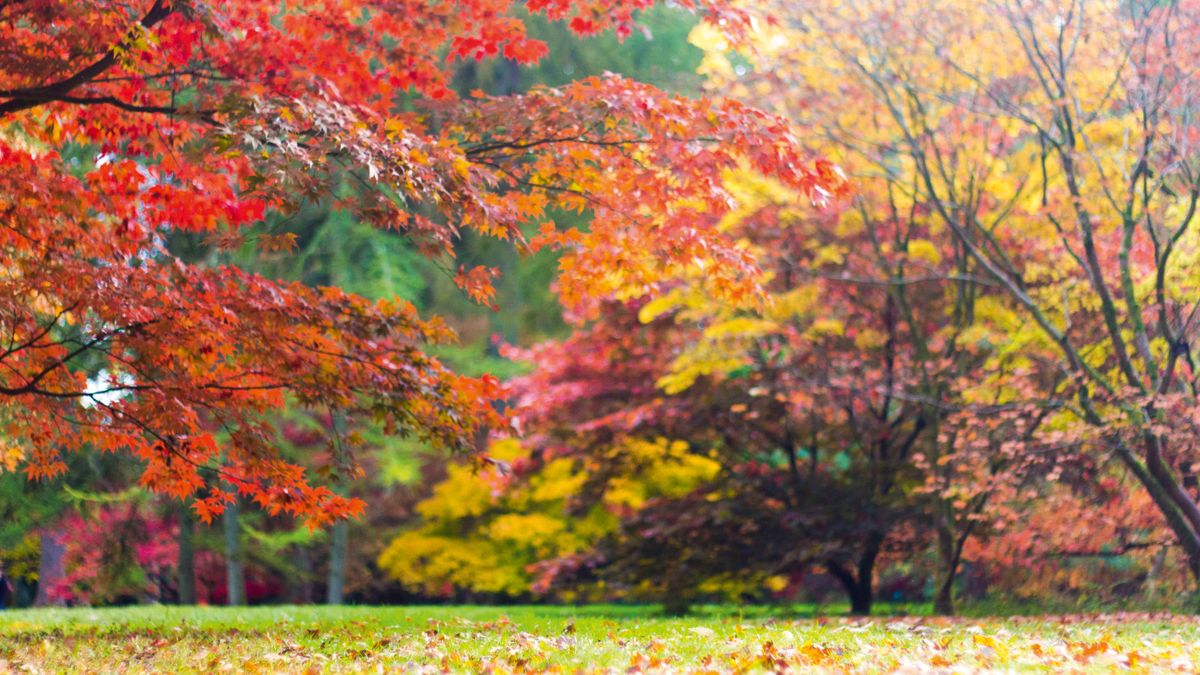 How to capture creative autumn shots | Digital Camera World