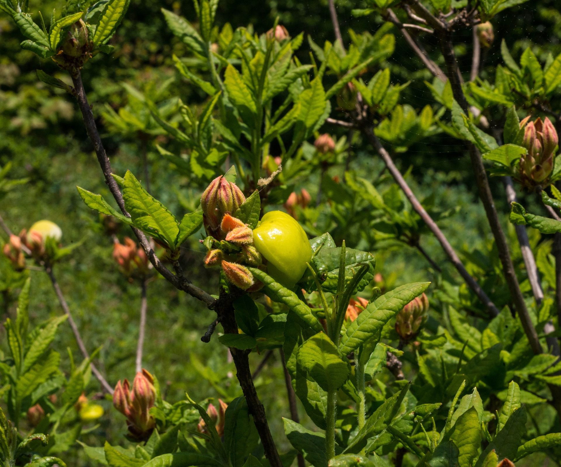 Azalea diseases: expert tips for spotting and solving issues | Homes ...