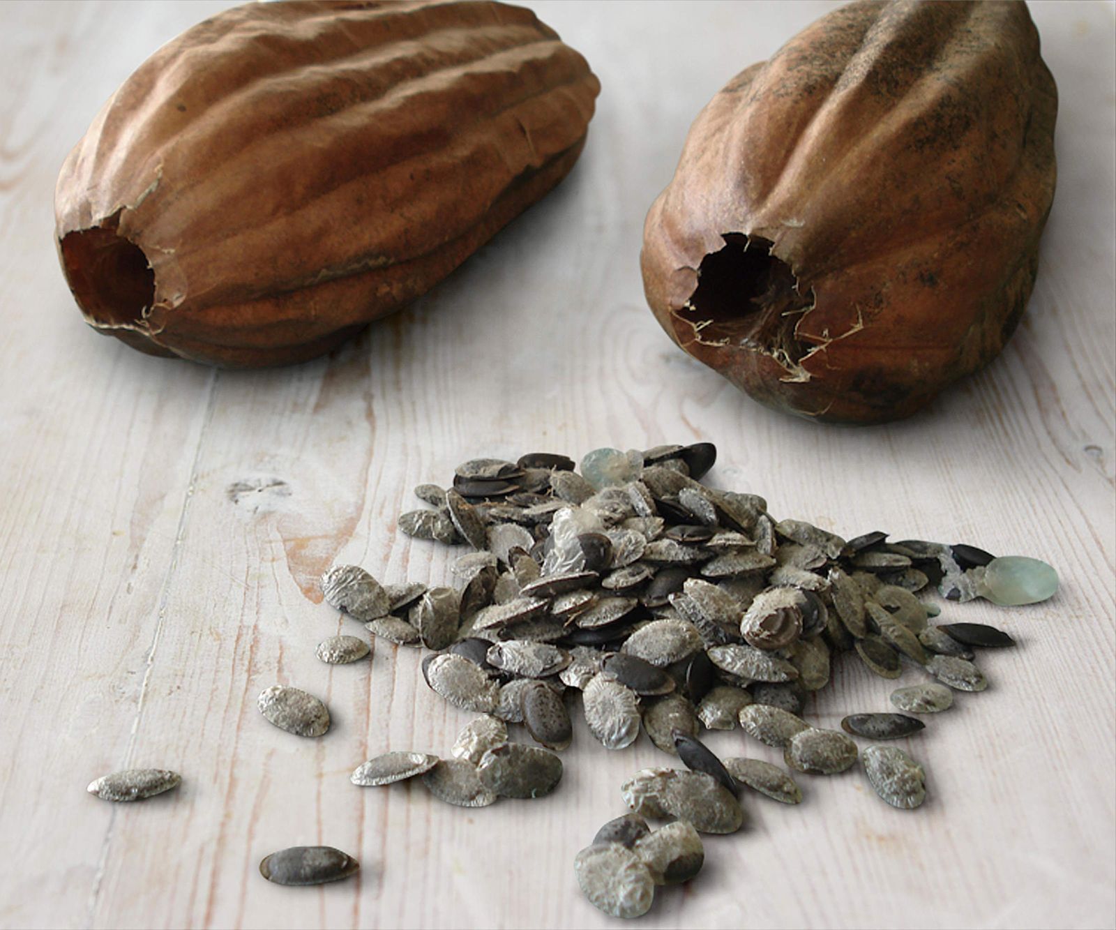 How to grow luffa: top tips for great harvests | Homes and Gardens