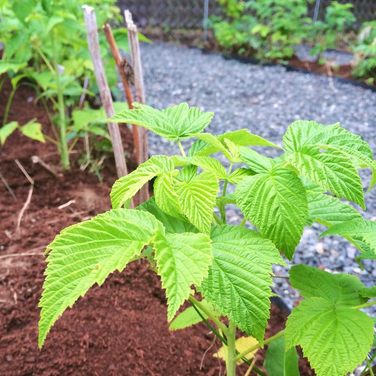 When to prune raspberries - gardening experts share their easy guide ...