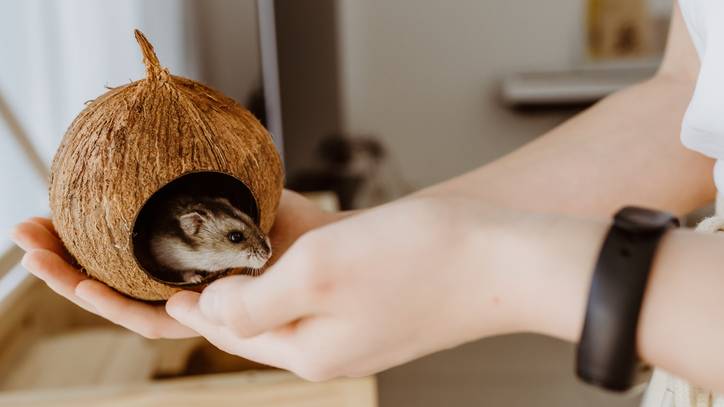 Best hamster toys 2021: How to choose and what to buy | PetsRadar