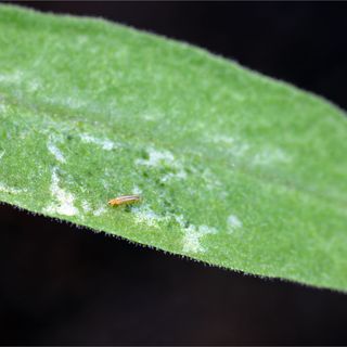 5 simple ways to get rid of thrips in the house and garden | Ideal Home